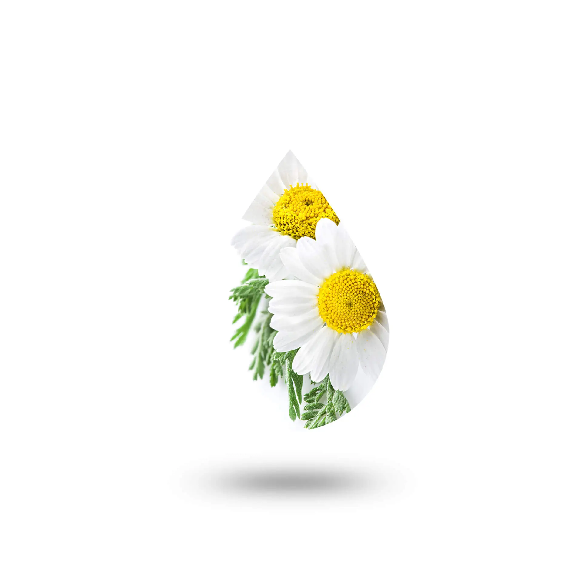 Χαμομηλέλαιο (Chamomile oil) - Anaplasis